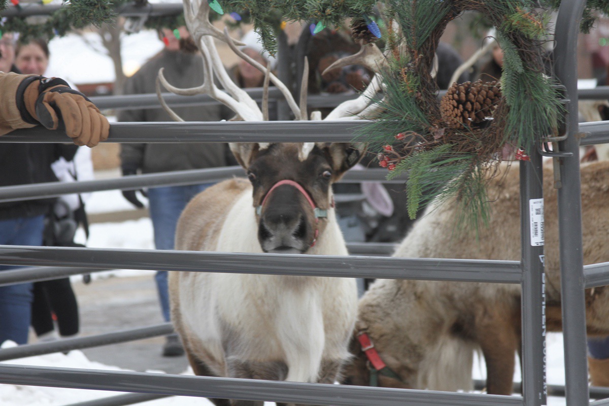 Santa’s reindeer make early stop in Huntley | My Sunday News